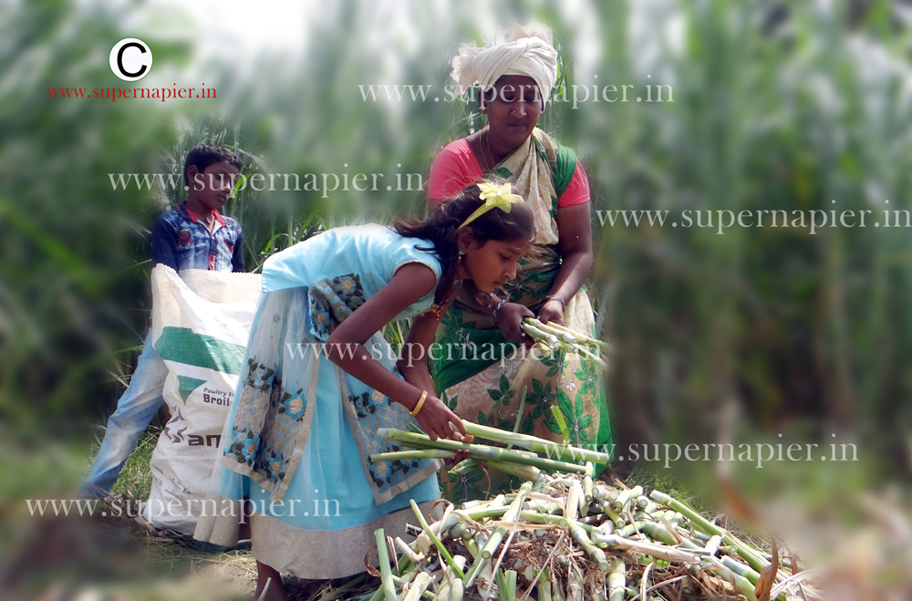 Guide to Plant, Harvest and Feed the Super Napier